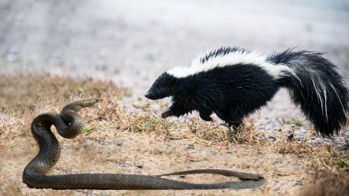 Create a skunk battle royale Tier List - TierMaker