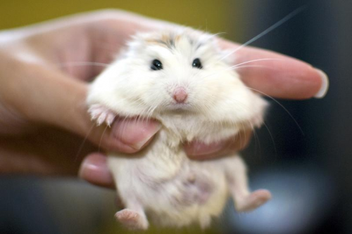 Create a Small Rodent Tier List - TierMaker