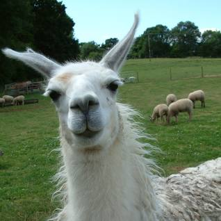 Create a Smitty SMP 2023 Lifesteal Kit Tier List - TierMaker