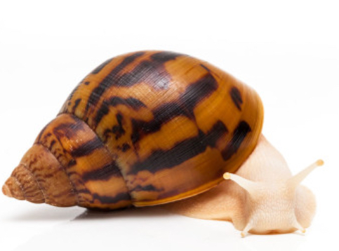 Create a Snail breeds. Tier List - TierMaker