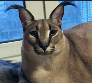 sogga floppa bingus pulla Tier List (Community Rankings) - TierMaker