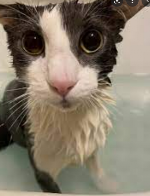 Soggy cat Tier List (Community Rankings) - TierMaker