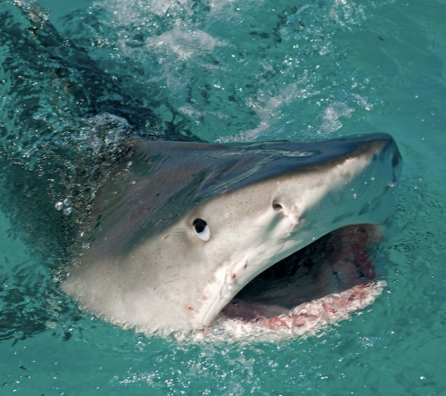 Create a Some Cool Sharks Tier List - TierMaker