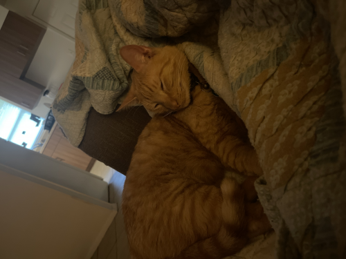 Sony Sex Tier List Community Rankings Tiermaker