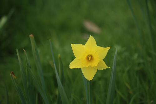 Spring bulbs 1 Tier List (Community Rankings) - TierMaker