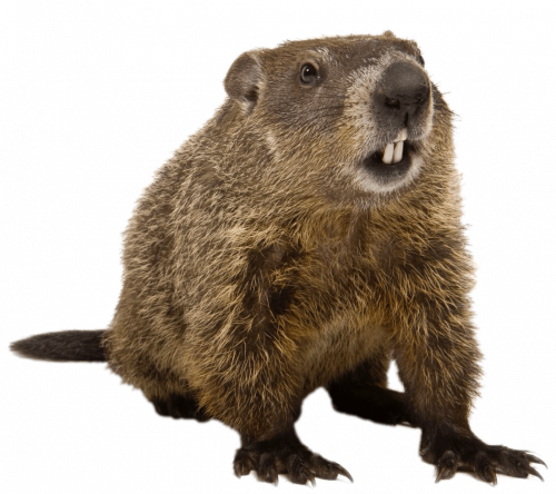 Create a storm rank games Tier List - TierMaker