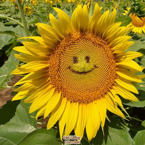 sutando powah Tier List (Community Rankings) - TierMaker