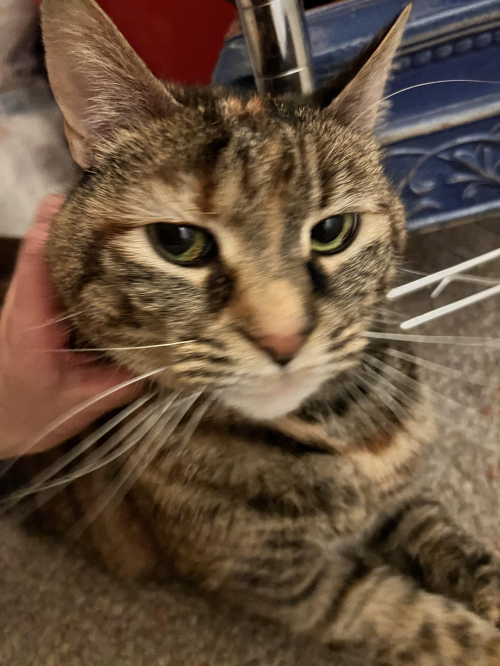 Create a th3 z Tier List - TierMaker