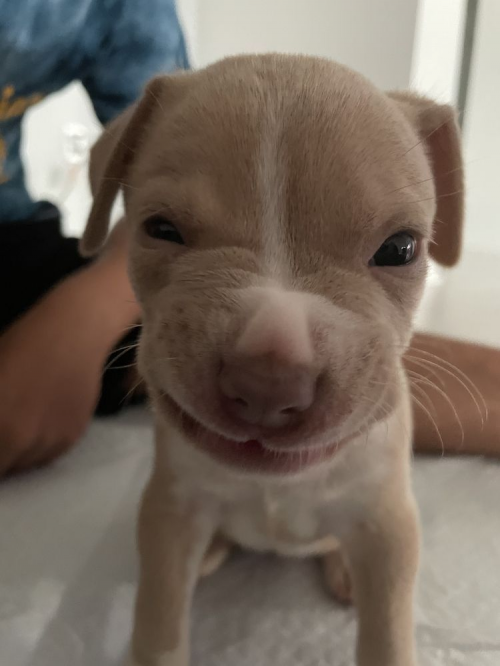 Create a The amazing of cabaço Tier List - TierMaker