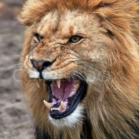 The Animal Meta Tierlist Tier List (Community Rankings) - TierMaker