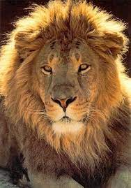 Create a THE BIGGEST PREDATORS IN ANIMAL KINGDOM Tier List - TierMaker