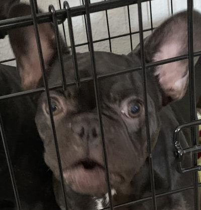 the goofy ahh pets Tier List (Community Rankings) - TierMaker