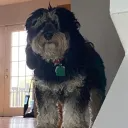 the hogs Tier List (Community Rankings) - TierMaker