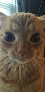 The platforms character Tier List (Community Rankings) - TierMaker