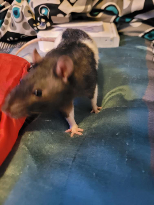 Create a The Rat Trap Fight Club Tier List - TierMaker