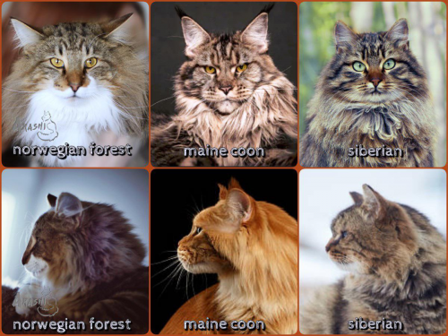 Create a The Ultimate Cat Breed Tier List - TierMaker