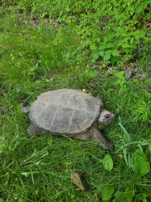 Create a The Vision Bleak Tier List - TierMaker