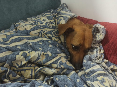 Create a The Winner gets a Chicken for Dinner Tier List - TierMaker