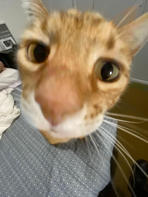 Tier c ML Tier List (Community Rankings) - TierMaker