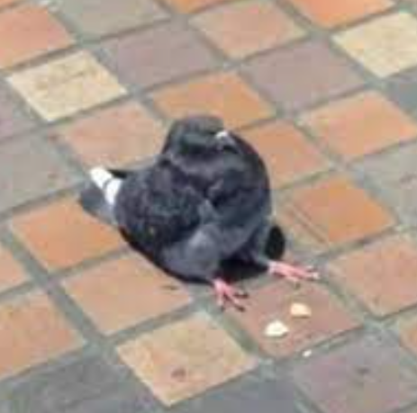 de Dinossauro ROARW! Tier List (Community Rankings) - TierMaker