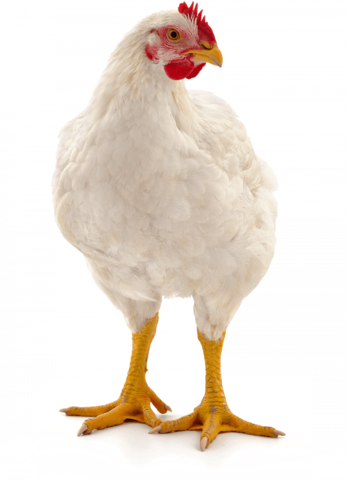 Create a Tier of Chicken Tier List - TierMaker