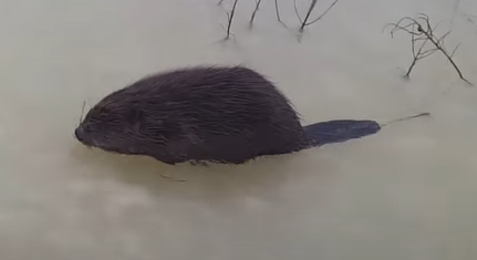 tierlista bobrow Tier List (Community Rankings) - TierMaker