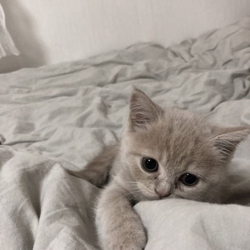 Tintin et gomarabout se font des films Tier List (Community Rankings ...