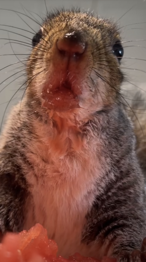 Create a top 10 goobie woobies Tier List - TierMaker