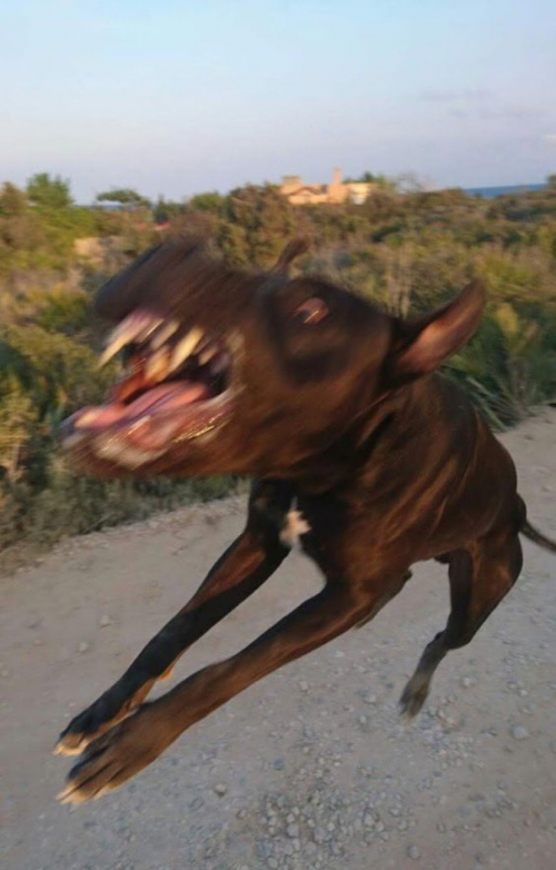 TOP 10 MOST DANGEROUS DAWGS IN OTP Tier List (Community Rankings ...