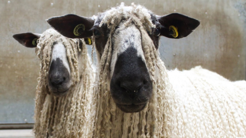 Create a Top Breeds of Sheep Tier List - TierMaker