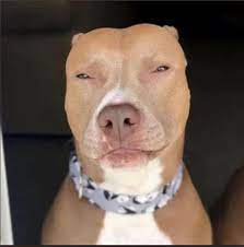 Create a Tournament of shlawgs Tier List - TierMaker