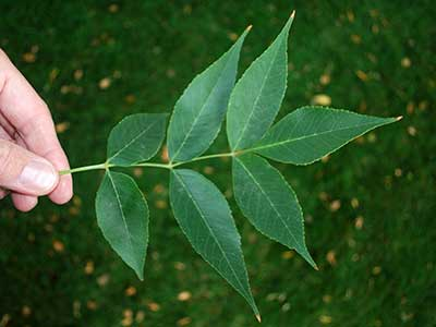 Create a Tree ranking Tier List - TierMaker