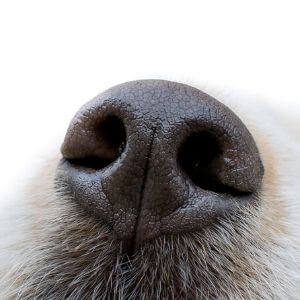 Truffes animaux Tier List (Community Rankings) - TierMaker