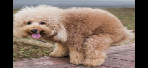 Create a ture vs everyone Tier List - TierMaker