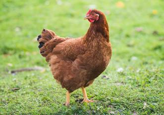 Create a Types of Chicken Tier List - TierMaker