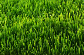 Create a types of grass Tier List - TierMaker