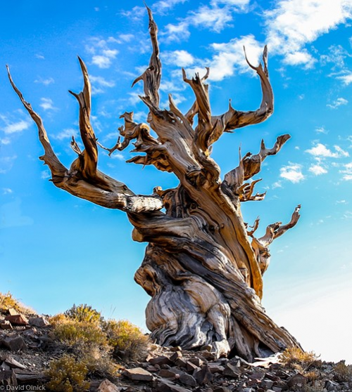 Types of trees Tier List (Community Rankings) - TierMaker