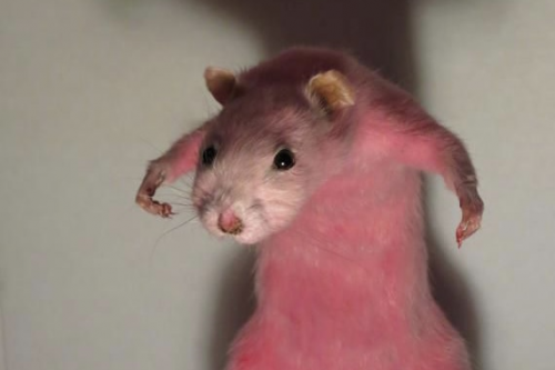 Create a Ultimate Pink Character Tierlist! (70+ Characters!) Tier List ...