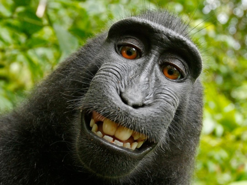 Ultimate Primate Tier List (Community Rankings) - TierMaker