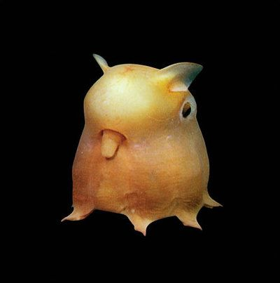 Create a Ultimate sea creatures Tier List - TierMaker