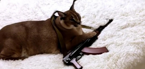 Vip Tier List (Community Rankings) - TierMaker