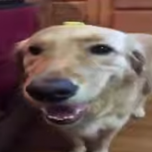 Whakcy wiazoz Tier List (Community Rankings) - TierMaker