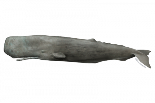 Whale Species Tier List (Community Rankings) - TierMaker