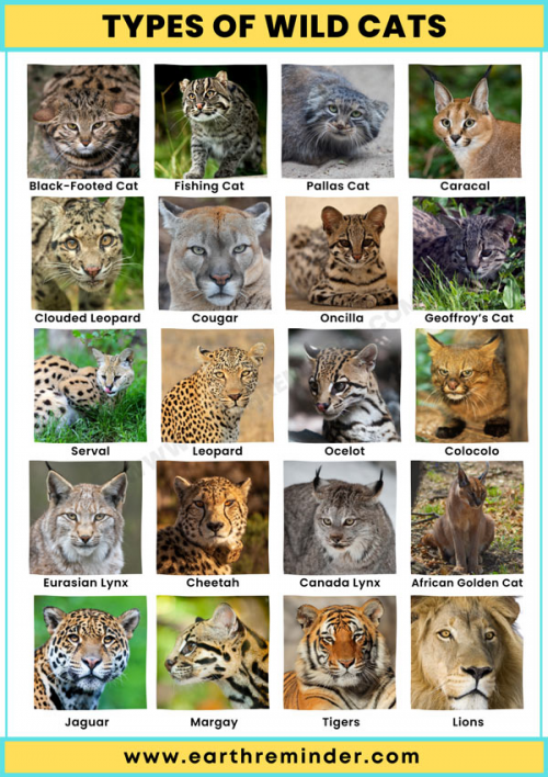 Create a Wild Cat Tier List - TierMaker