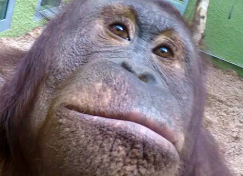 zav tier Tier List (Community Rankings) - TierMaker