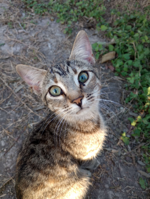 Create a Zoe's cats Tier List - TierMaker