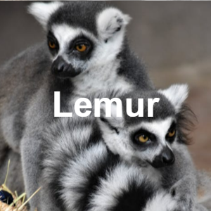 Create a Zoo Animals Tier List - TierMaker