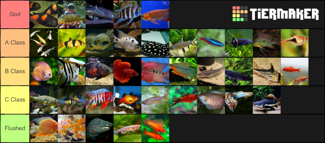 Aquarium Fish (Freshwater) Tier List (Community Rankings) - TierMaker
