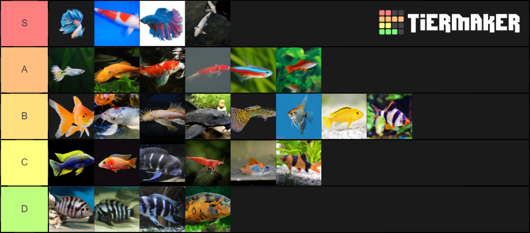 Aquarium Fish Tier List (Community Rankings) - TierMaker