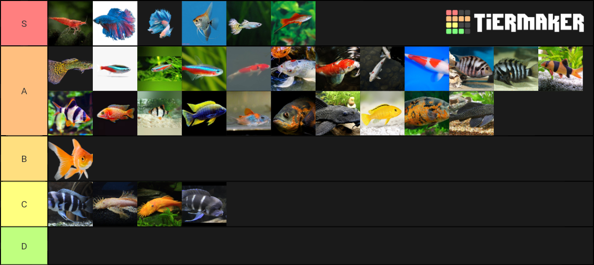 Aquarium Fish Tier List (Community Rankings) - TierMaker